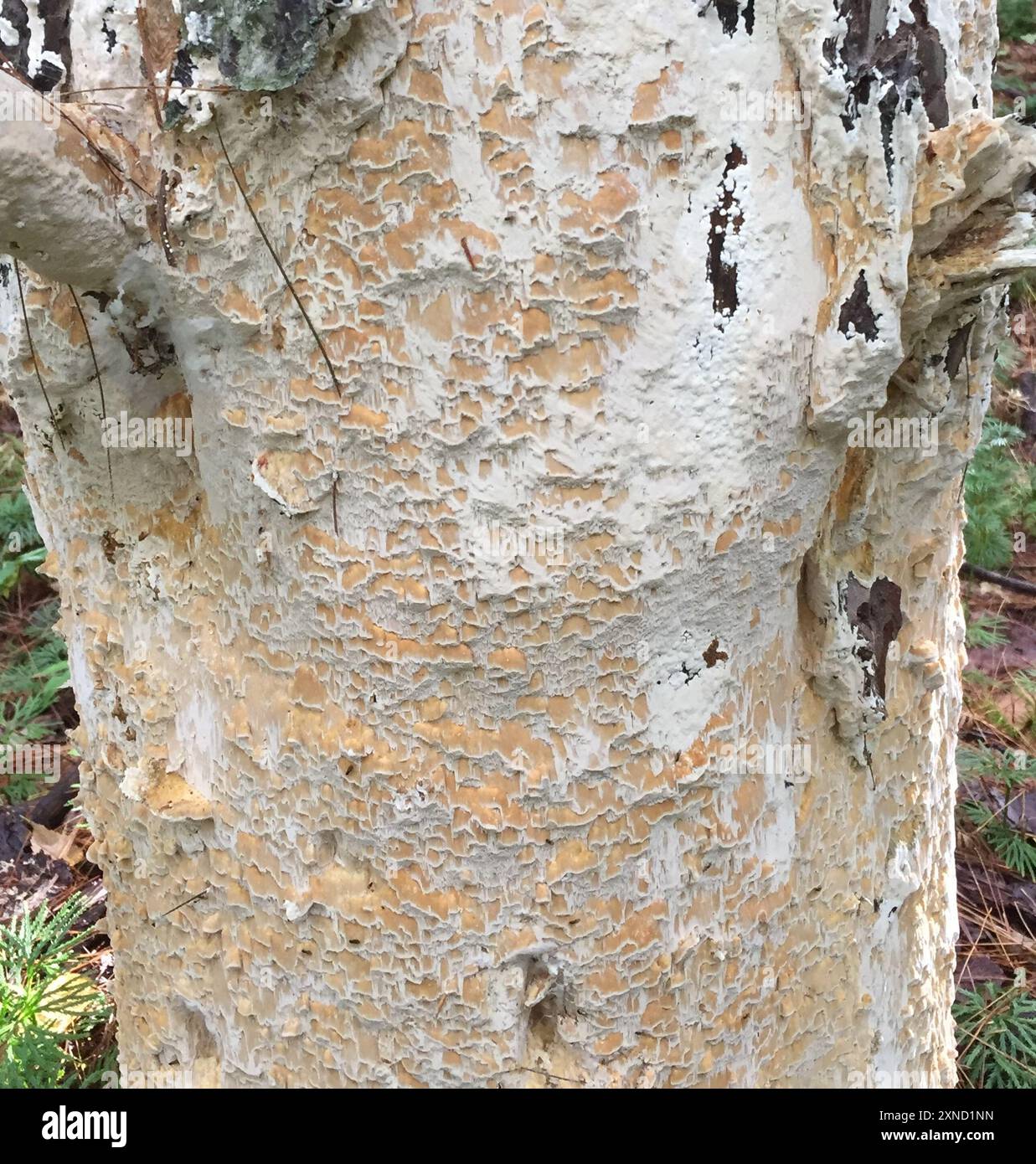 Milk-white Toothed Polypore (Irpex lacteus) Fungi Stock Photo - Alamy