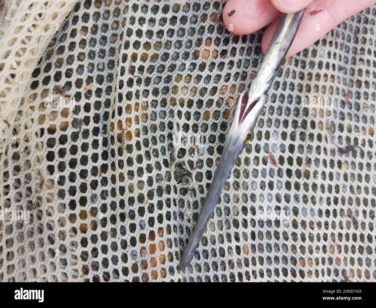 Atlantic Bluespotted Cornetfish (Fistularia tabacaria) Actinopterygii ...