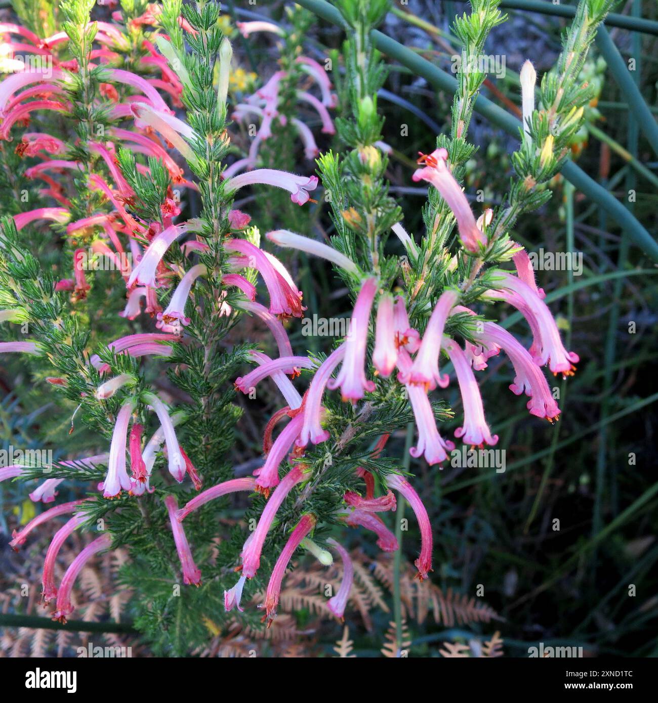 Water Heath (Erica curviflora) Plantae Stock Photo - Alamy
