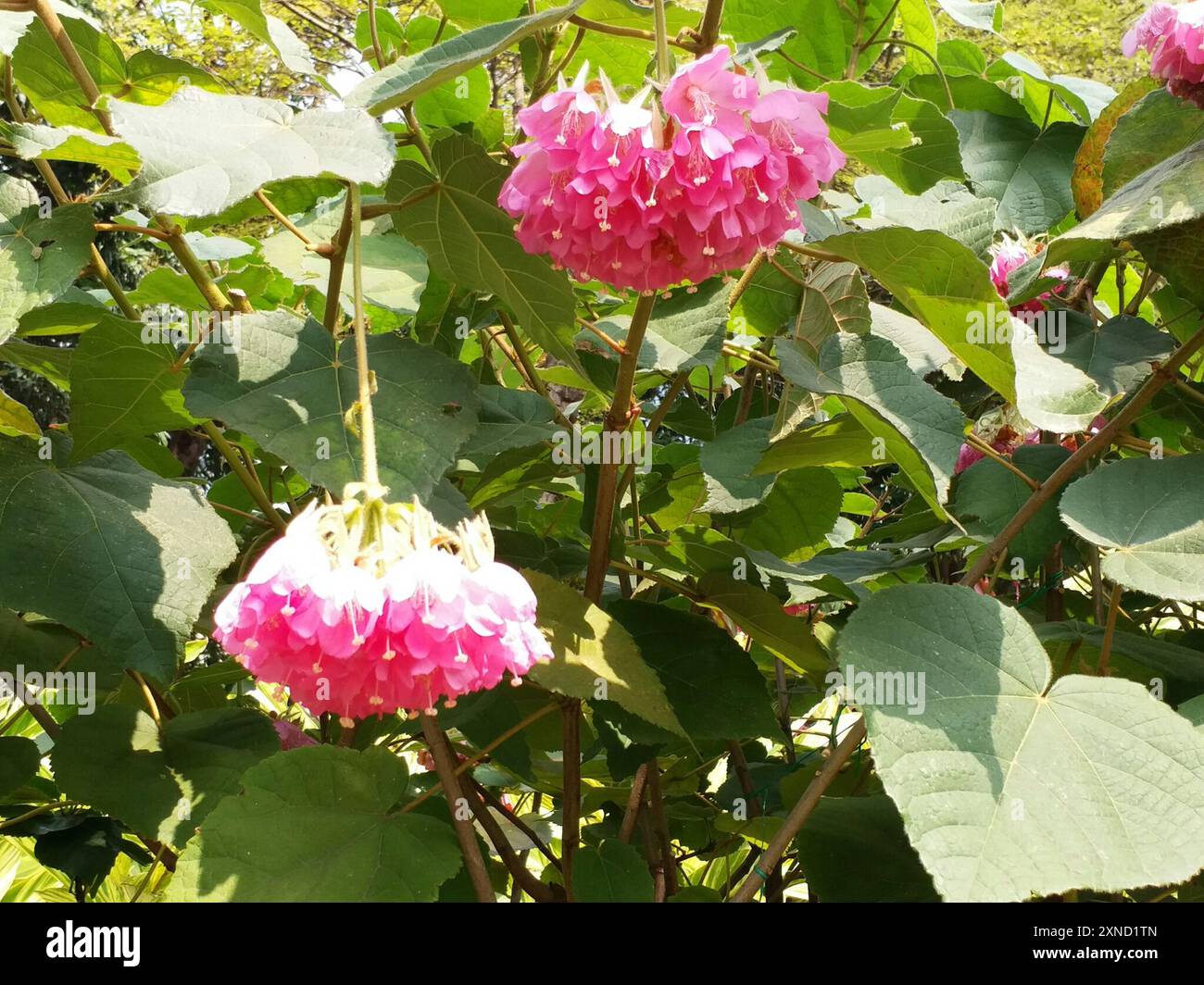 Dombeya wallichii hi-res stock photography and images - Alamy