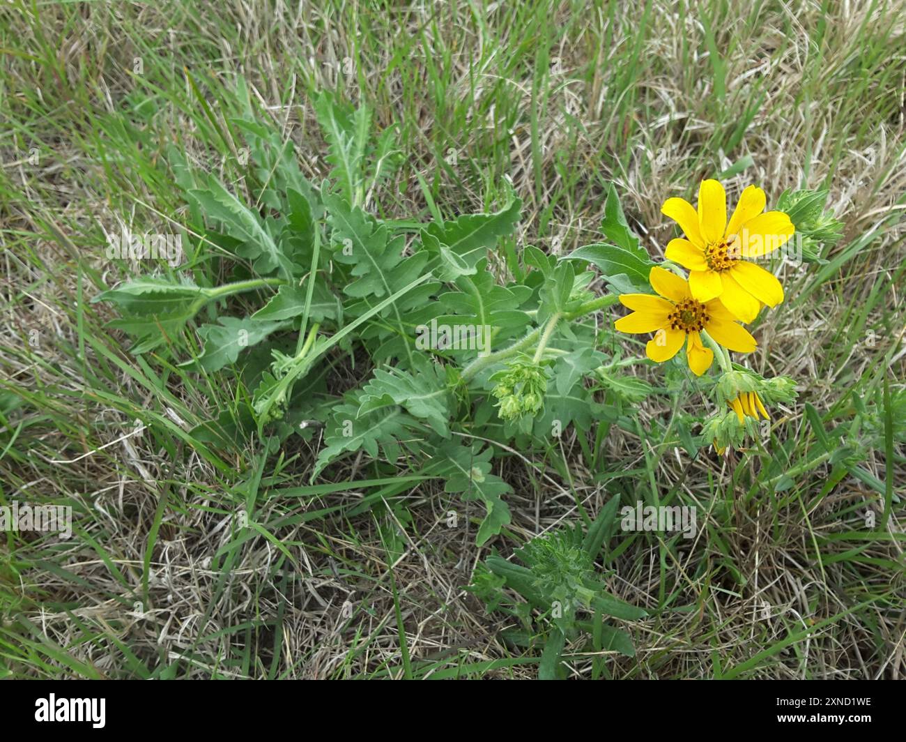 Engelmann daisy (Engelmannia peristenia) Plantae Stock Photo - Alamy