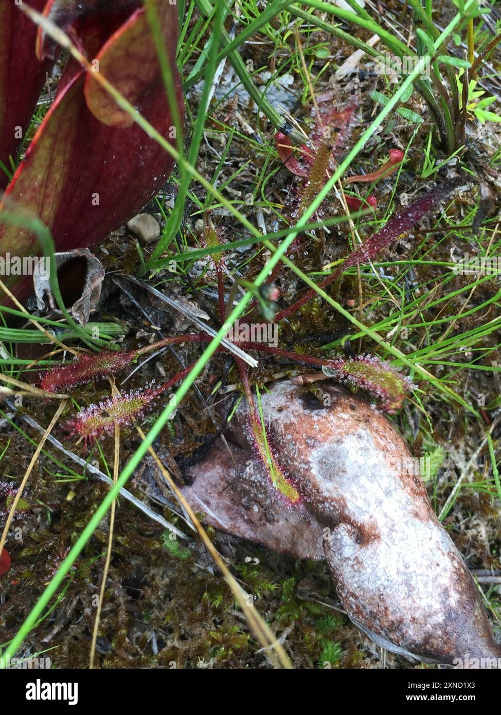 Slenderleaf Sundew (Drosera linearis) Plantae Stock Photo - Alamy