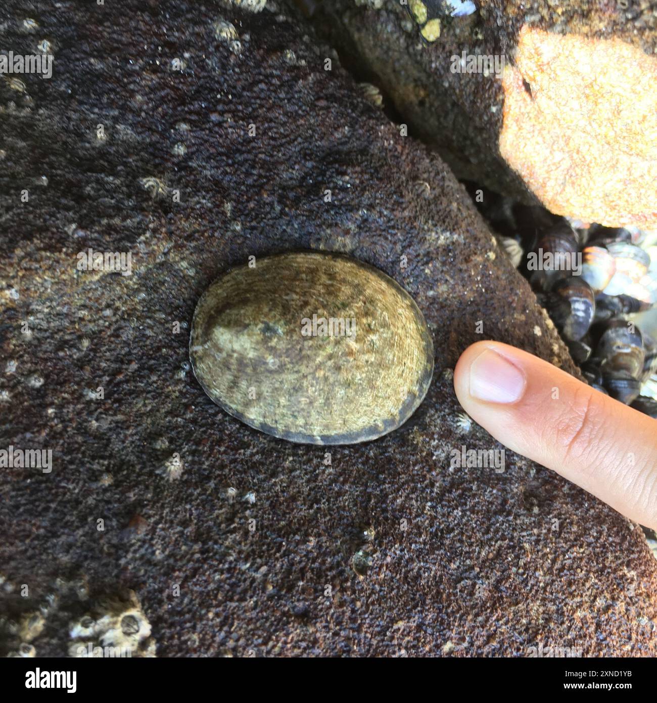 Owl Limpet (Lottia gigantea) Mollusca Stock Photo - Alamy