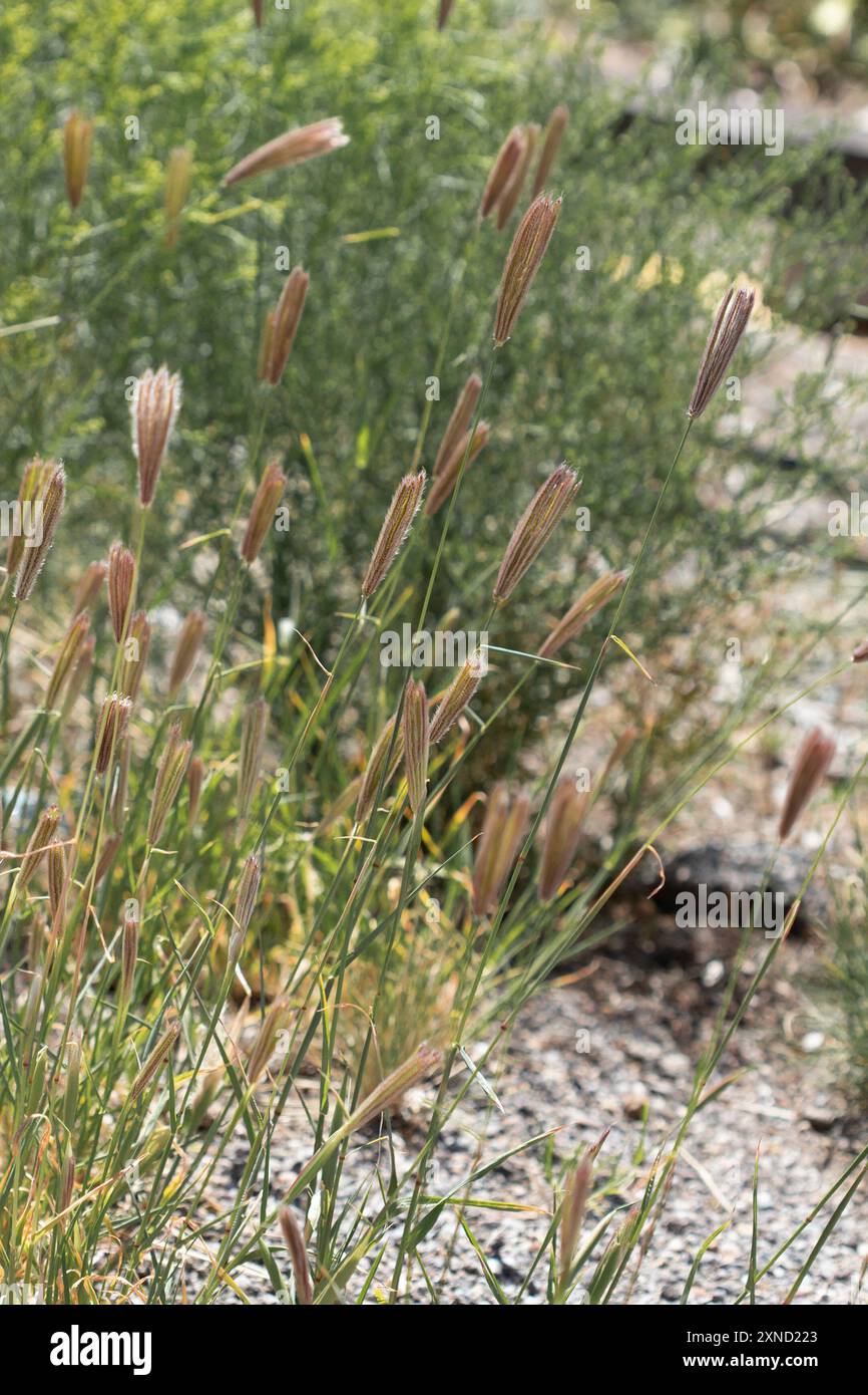 feather finger grass (Chloris virgata) Plantae Stock Photo - Alamy