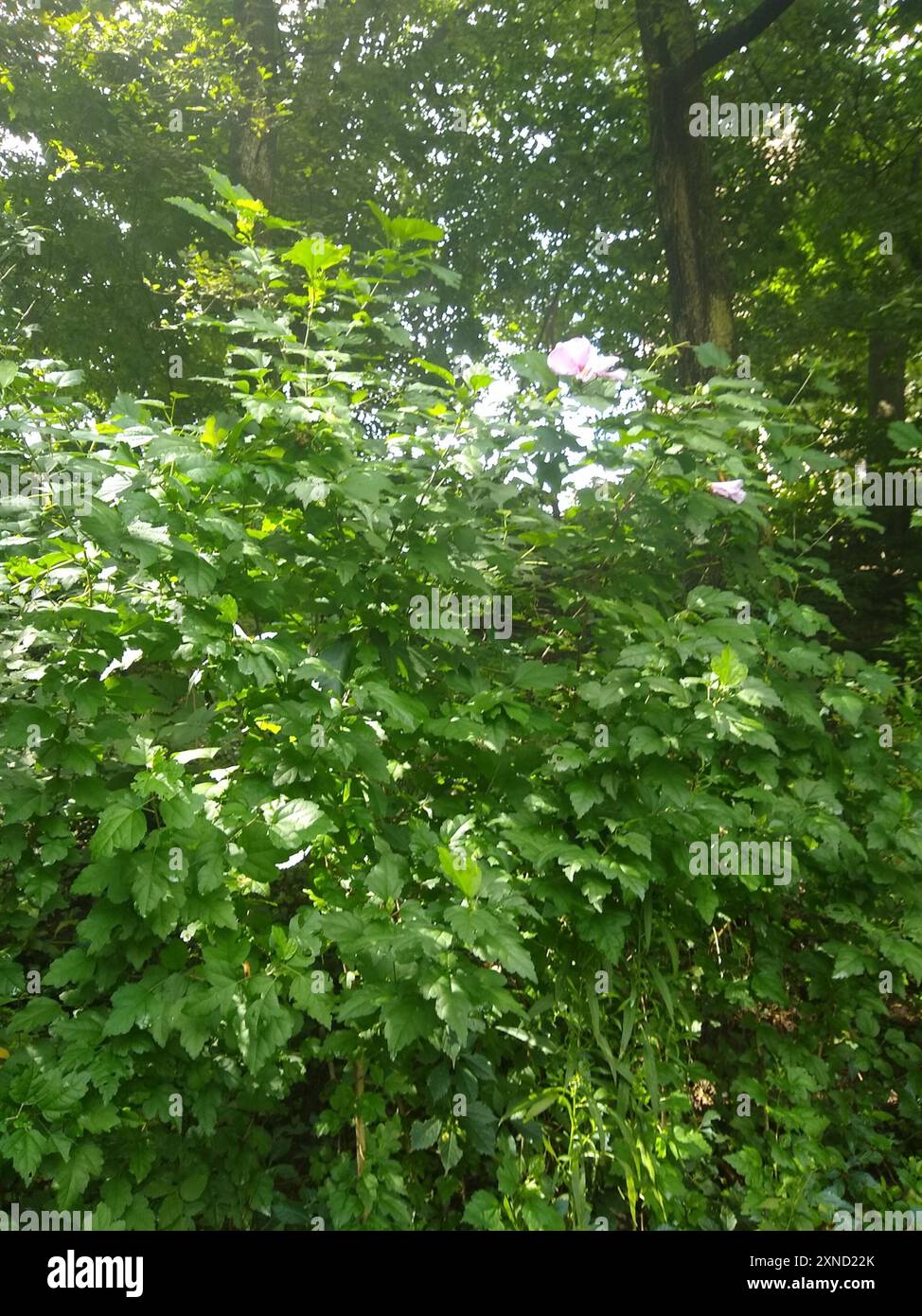 common hibiscus (Hibiscus syriacus) Plantae Stock Photo - Alamy