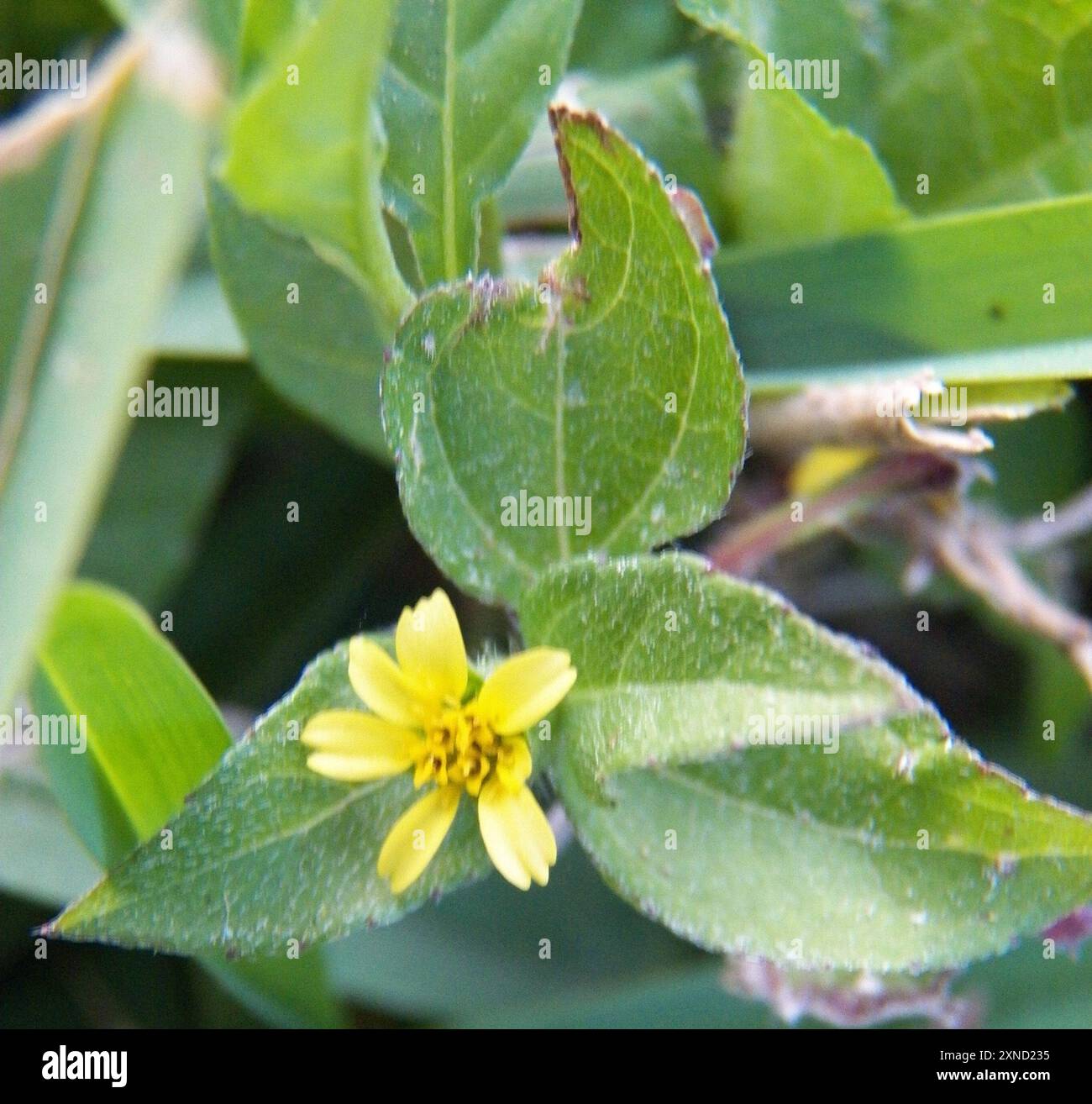 straggler daisy (Calyptocarpus vialis) Plantae Stock Photo - Alamy