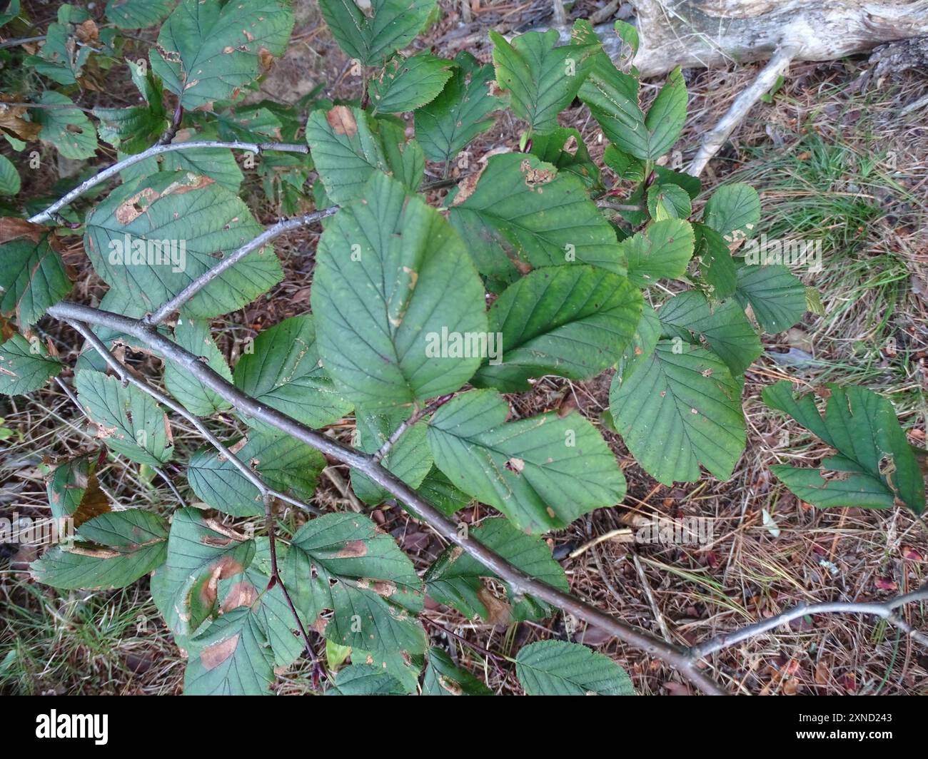green alder (Alnus alnobetula) Plantae Stock Photo - Alamy