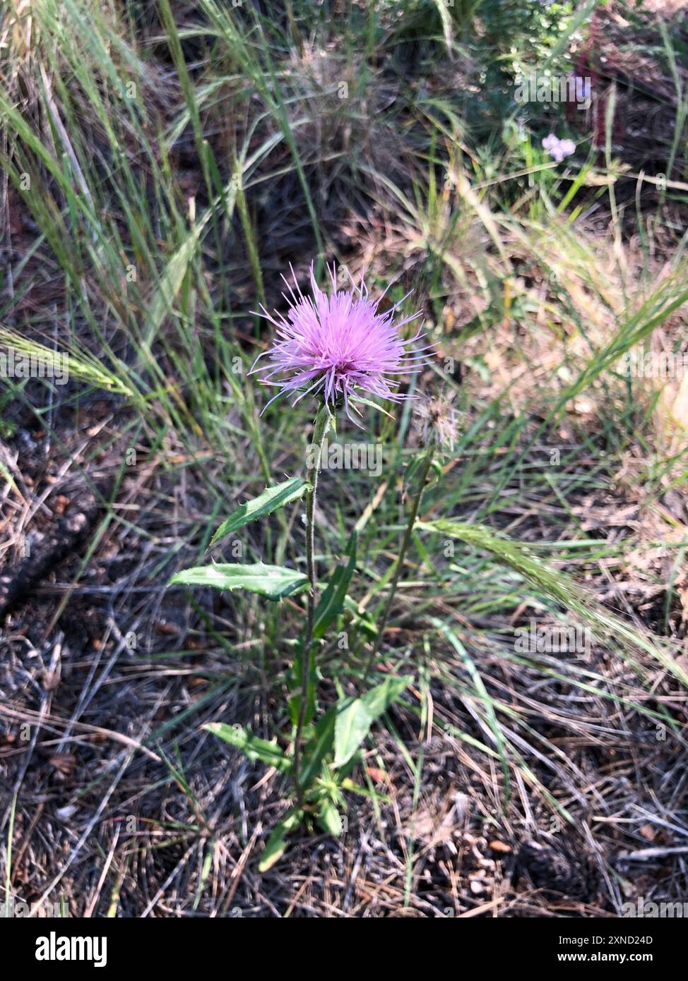 Wheeler's thistle (Cirsium wheeleri) Plantae Stock Photo - Alamy