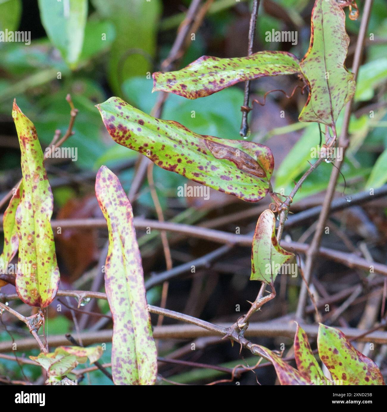 flowering plants (Angiospermae) Plantae Stock Photo - Alamy