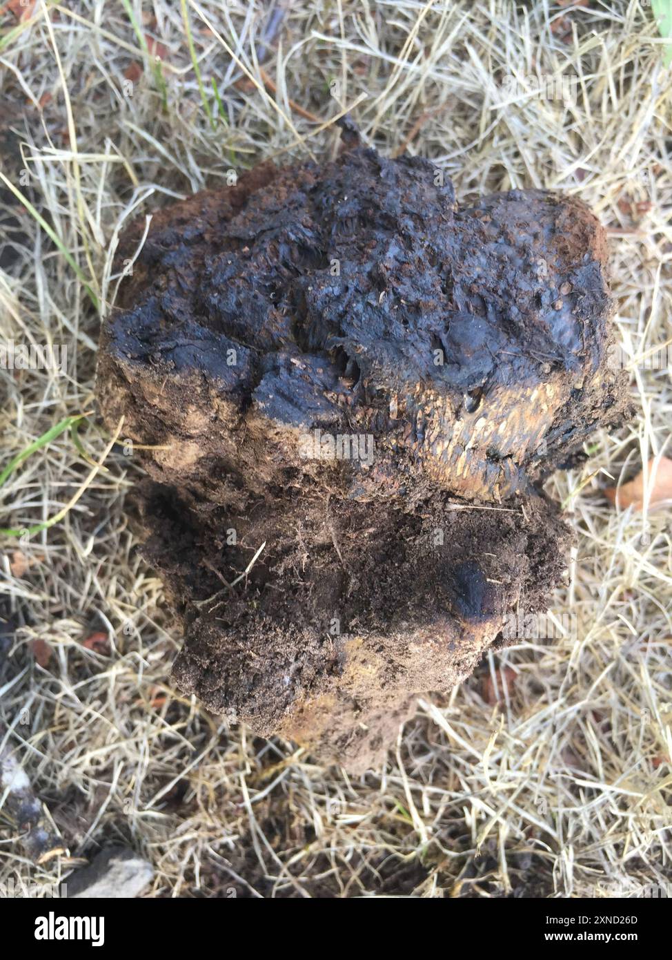 Dyeball (Pisolithus arhizus) Fungi Stock Photo - Alamy