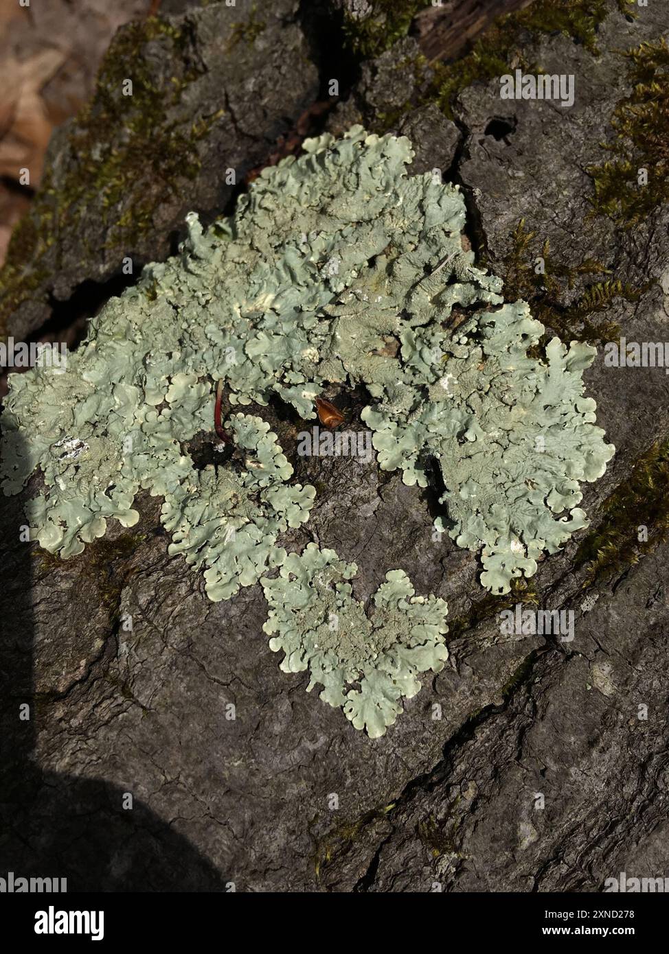 common greenshield lichen (Flavoparmelia caperata) Fungi Stock Photo ...