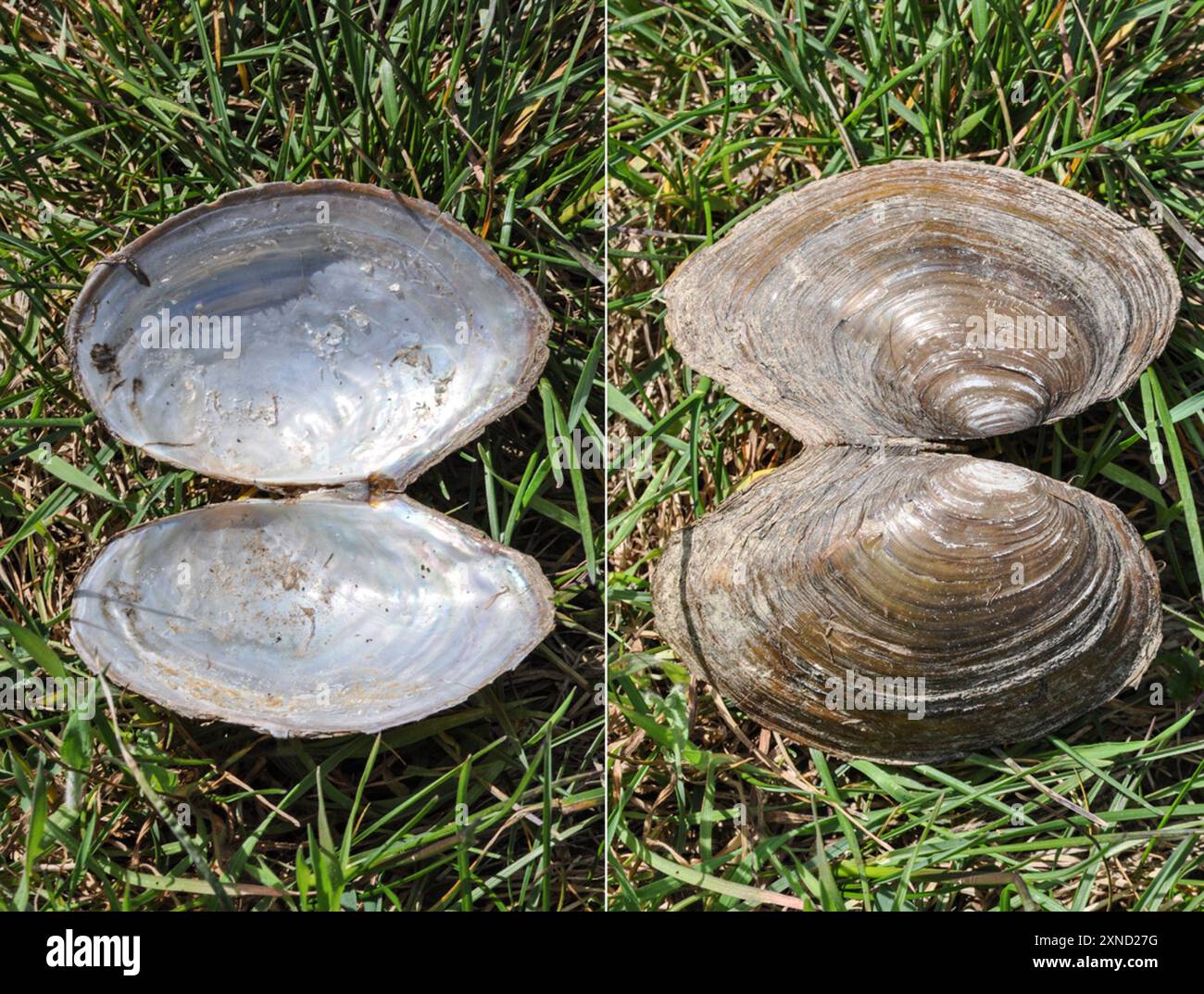 Chinese Pond Mussel (Sinanodonta woodiana) Mollusca Stock Photo - Alamy