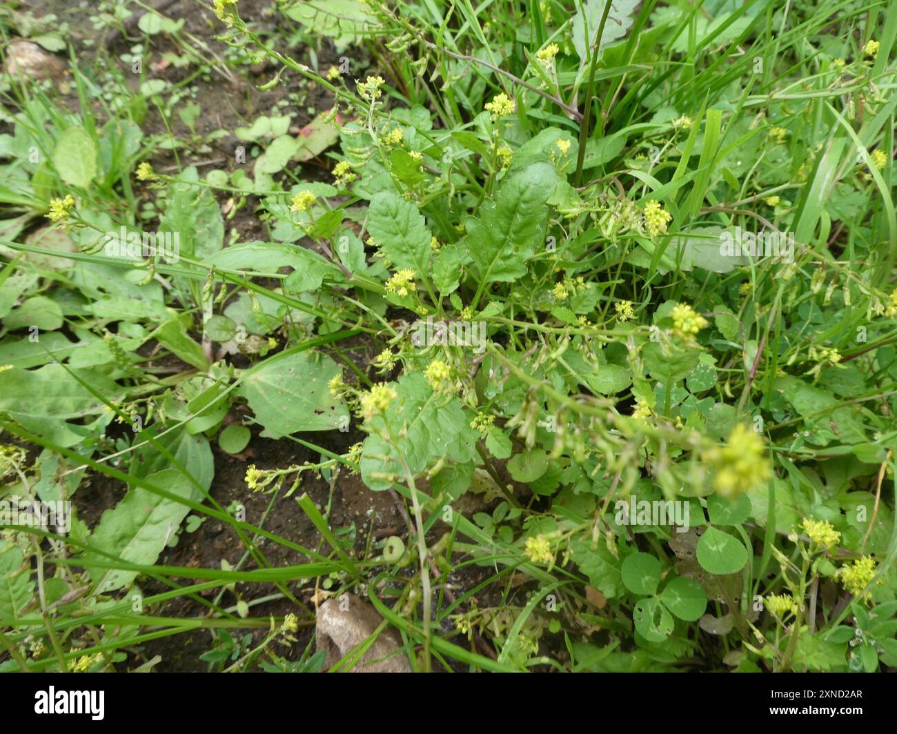 Bog Yellowcress (Rorippa palustris) Plantae Stock Photo - Alamy