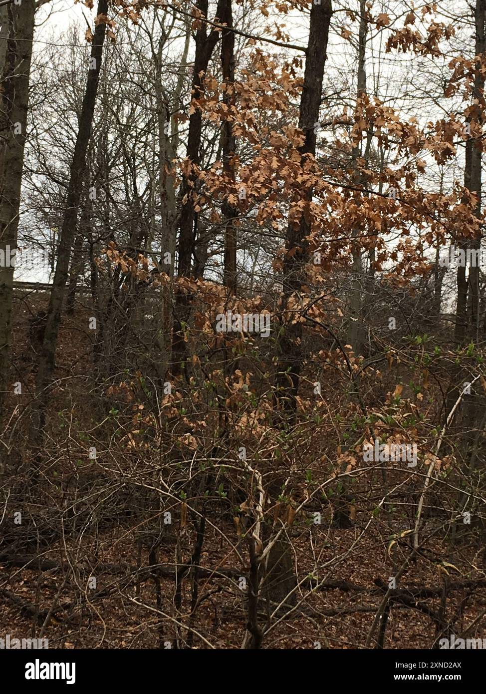 swamp white oak (Quercus bicolor) Plantae Stock Photo - Alamy