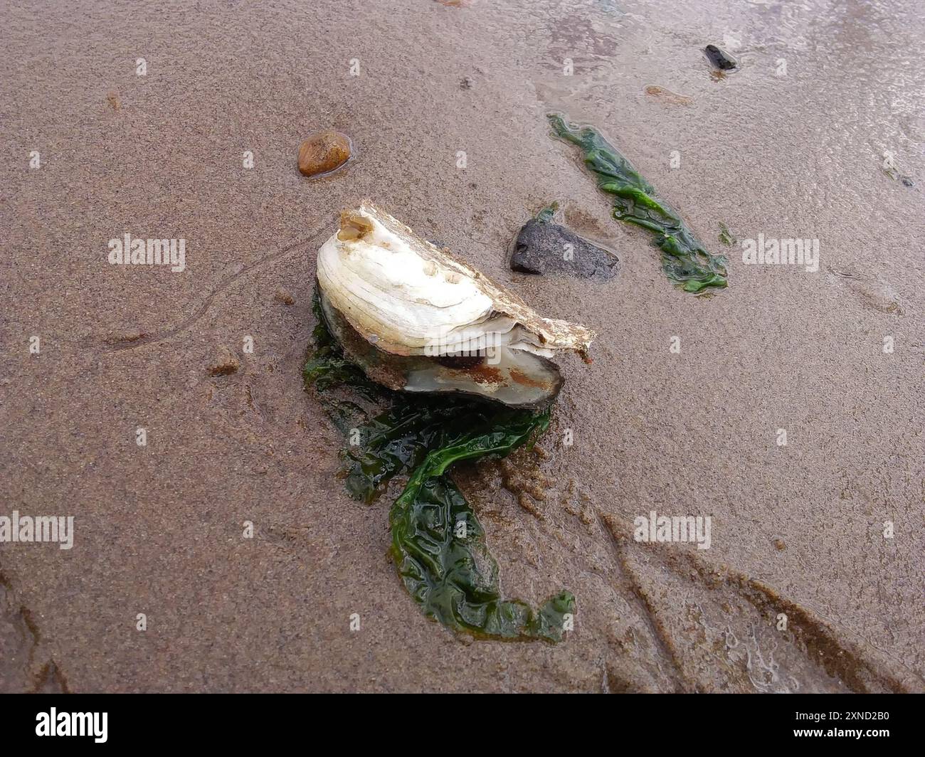 Eastern Oyster (Crassostrea virginica) Mollusca Stock Photo - Alamy