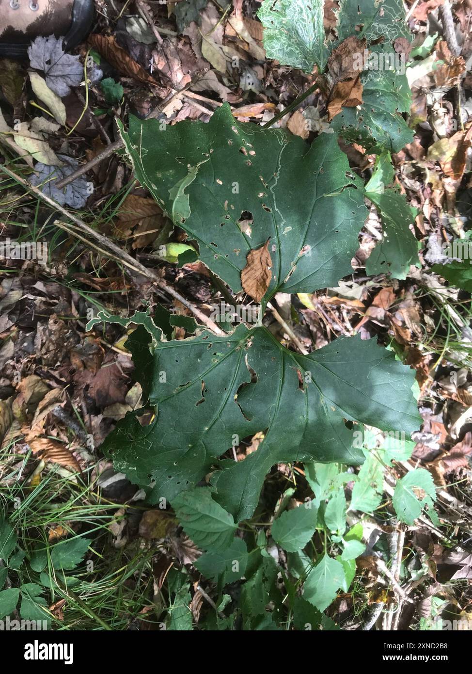 Great Indian Plantain (Arnoglossum reniforme) Plantae Stock Photo - Alamy