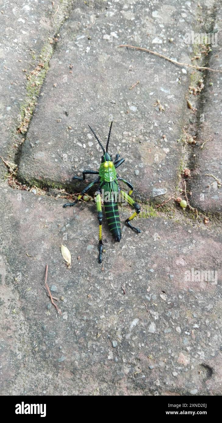 Common Leprous Milkweed Locust (Phymateus leprosus leprosus) Insecta ...