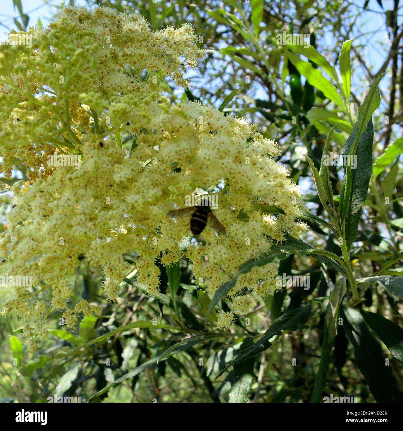 False Olive (Buddleja saligna) Plantae Stock Photo - Alamy