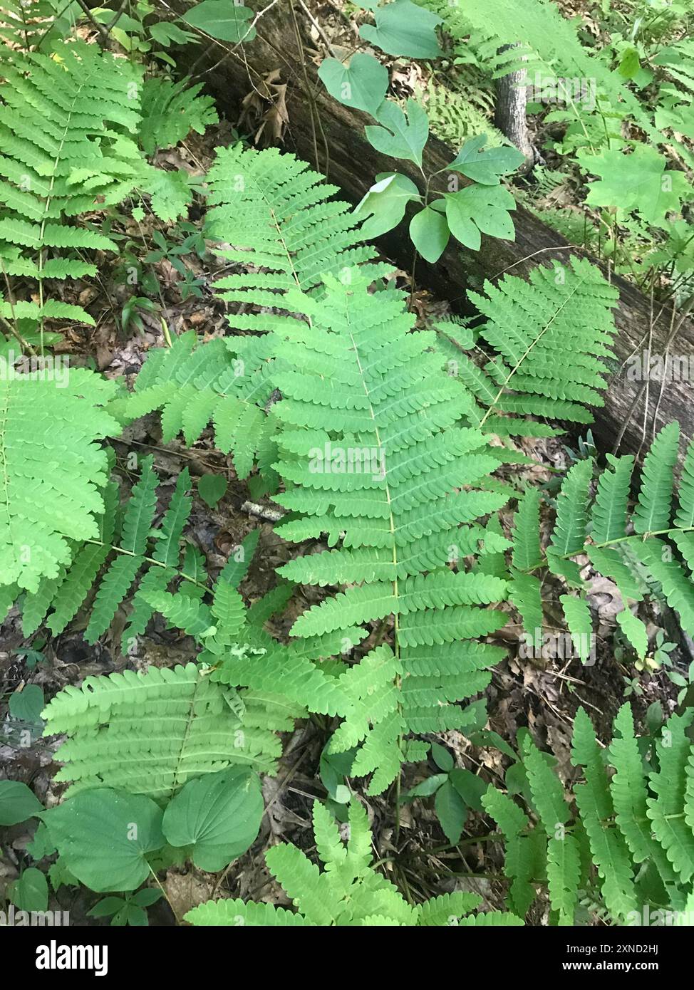 interrupted fern (Osmunda claytoniana) Plantae Stock Photo - Alamy