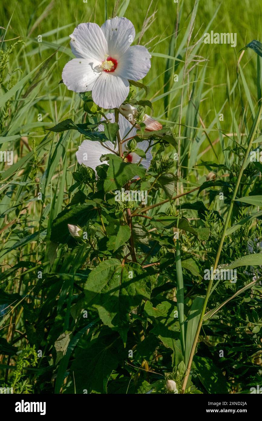 swamp rose mallow (Hibiscus moscheutos) Plantae Stock Photo - Alamy