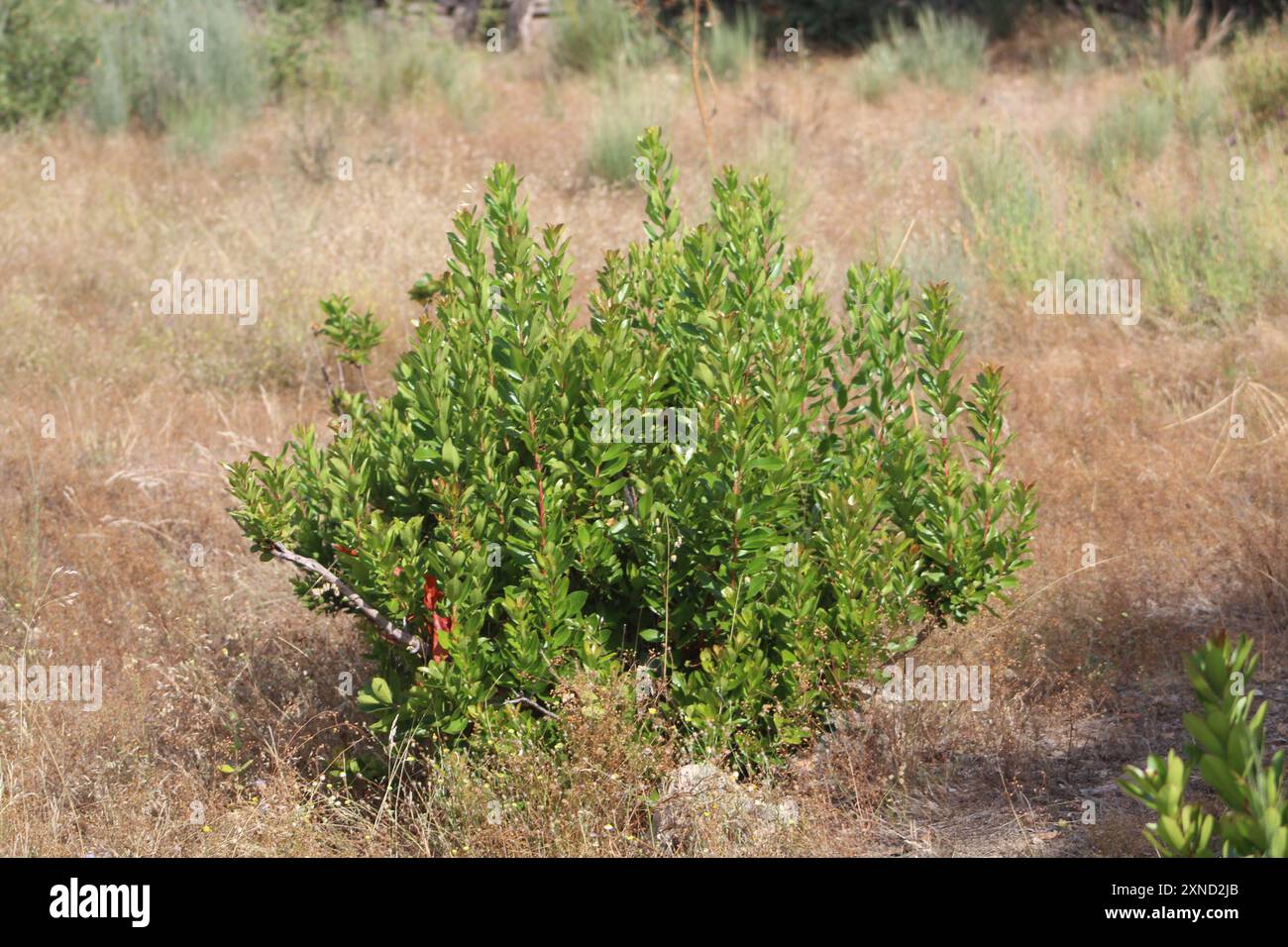 strawberry tree (Arbutus unedo) Plantae Stock Photo - Alamy