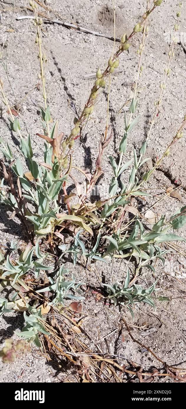scarlet bugler (Penstemon centranthifolius) Plantae Stock Photo - Alamy