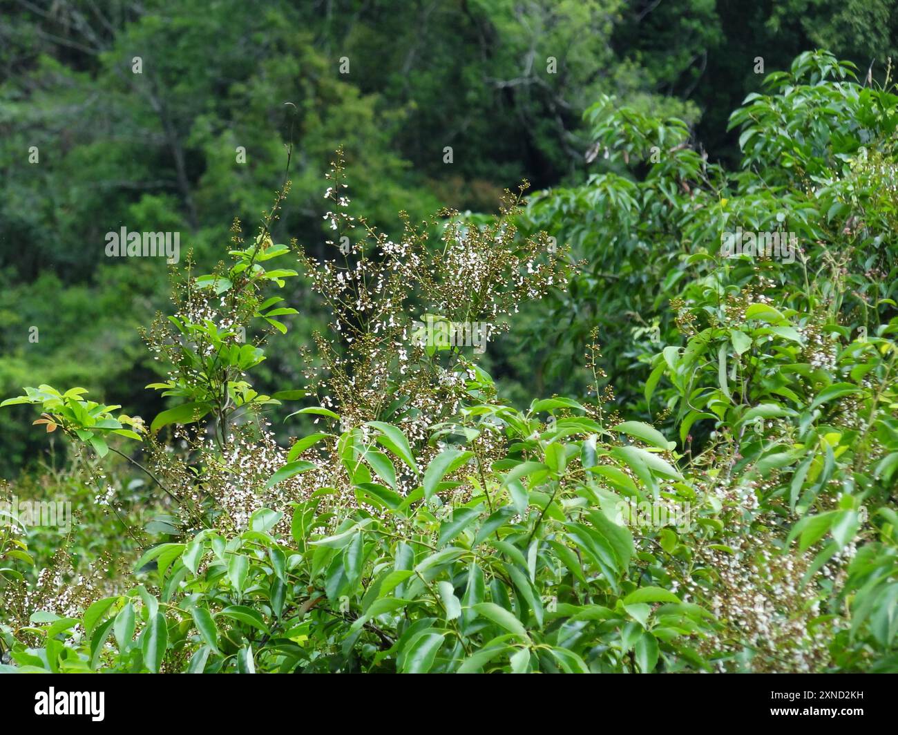 (Derris laxiflora) Plantae Stock Photo - Alamy