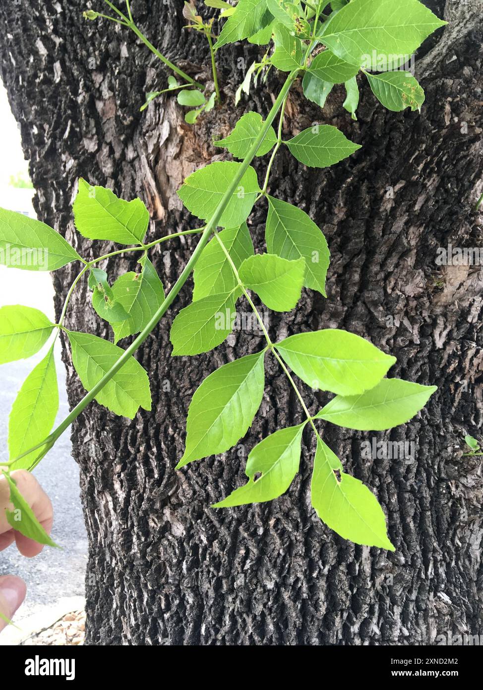 velvet ash (Fraxinus velutina) Plantae Stock Photo - Alamy