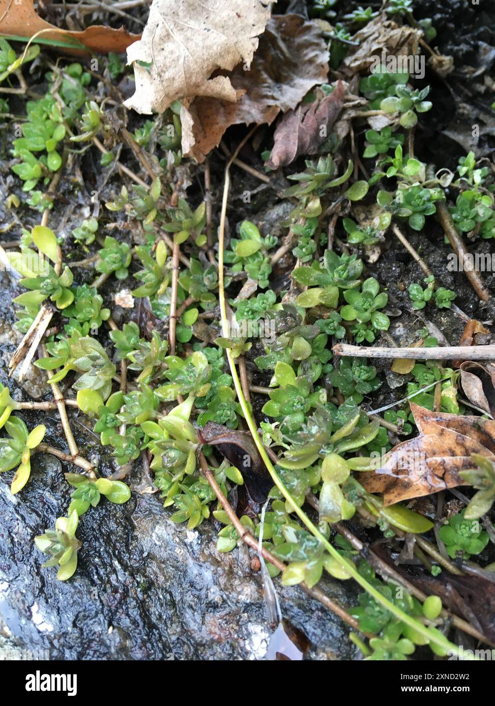 Stringy Stonecrop (Sedum sarmentosum) Plantae Stock Photo - Alamy