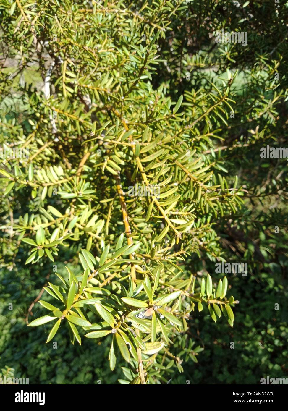 (Podocarpus totara totara) Plantae Stock Photo - Alamy