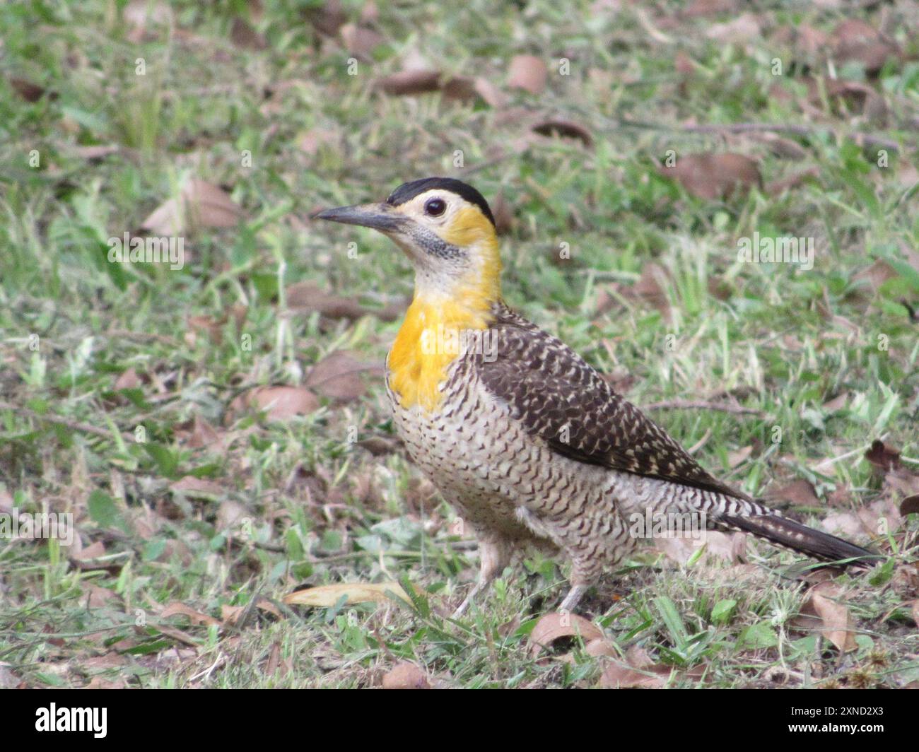 Campo Flicker (Colaptes campestris) Aves Stock Photo - Alamy