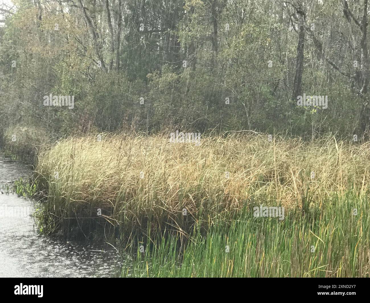 annual wild rice (Zizania aquatica) Plantae Stock Photo - Alamy