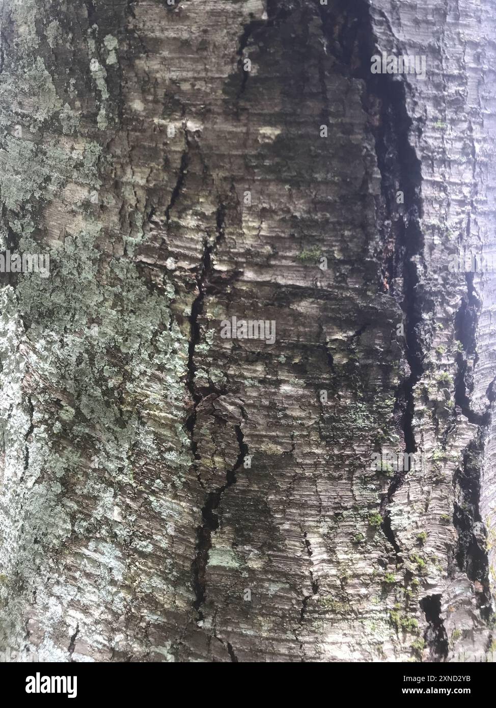 sweet birch (Betula lenta) Plantae Stock Photo - Alamy