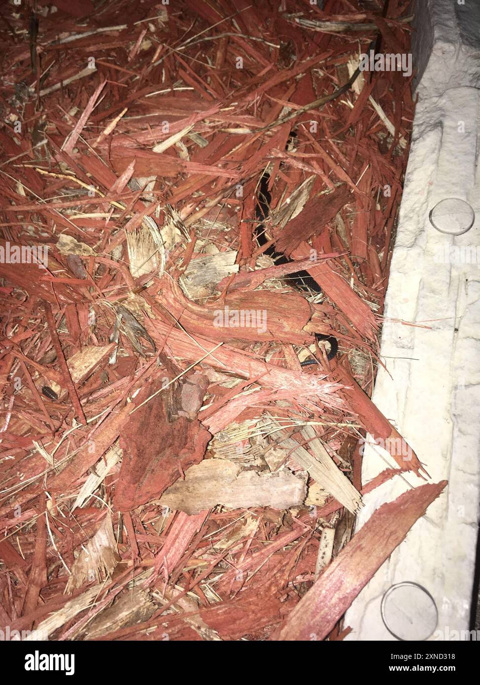 Southern Ringneck Snake (Diadophis punctatus punctatus) Reptilia Stock ...