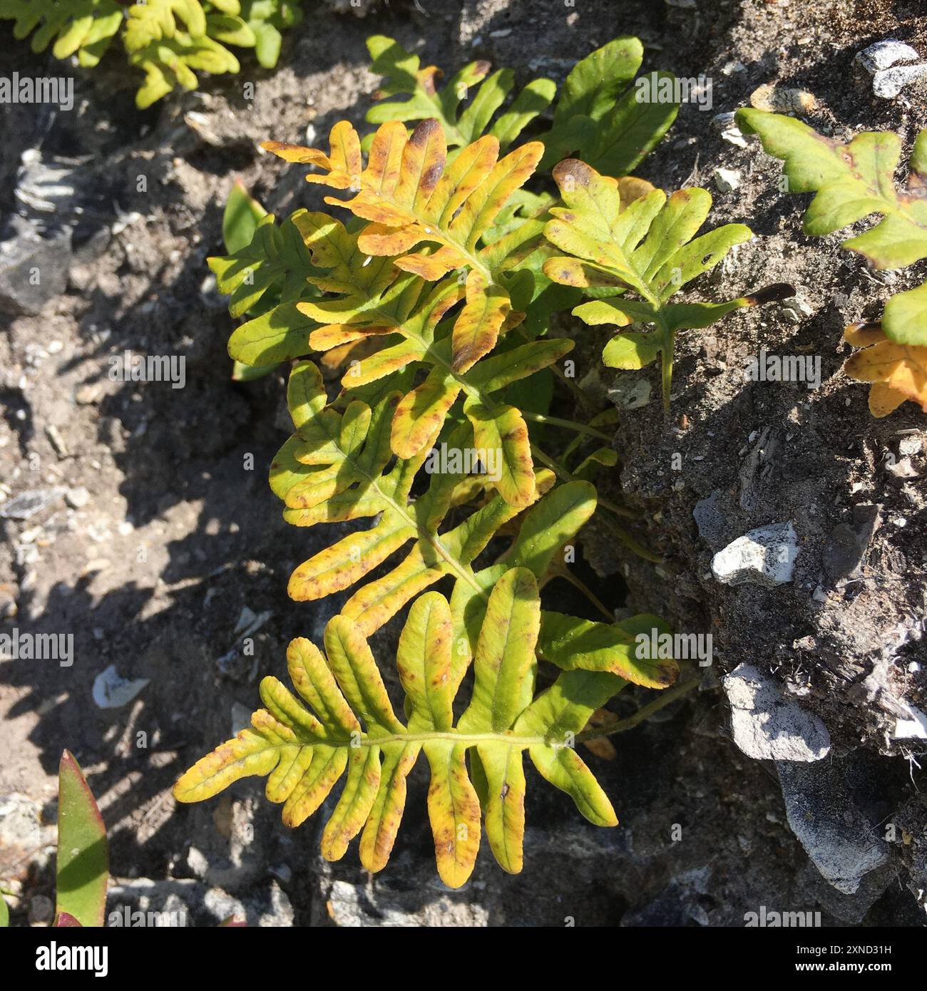 polypody ferns (Polypodium) Plantae Stock Photo - Alamy