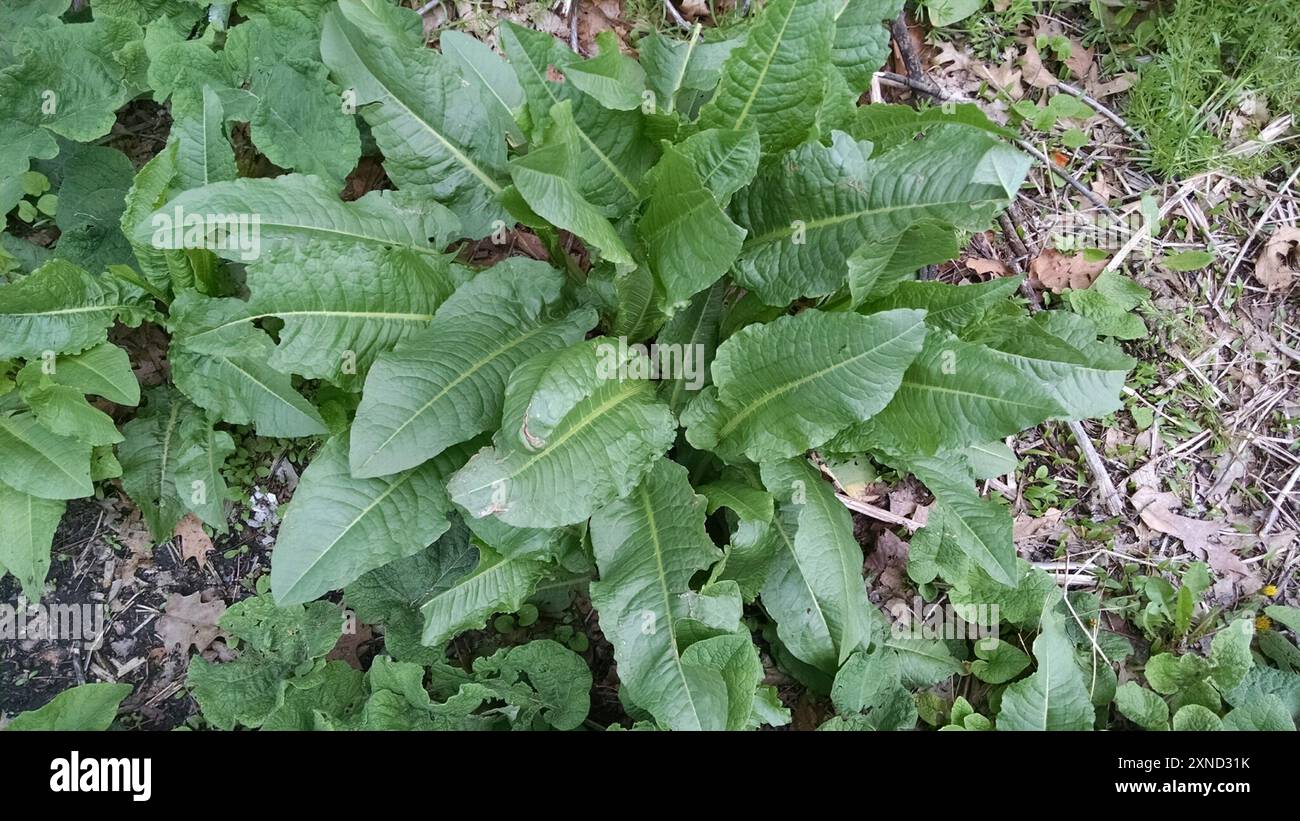 Patience Dock (Rumex patientia) Plantae Stock Photo - Alamy