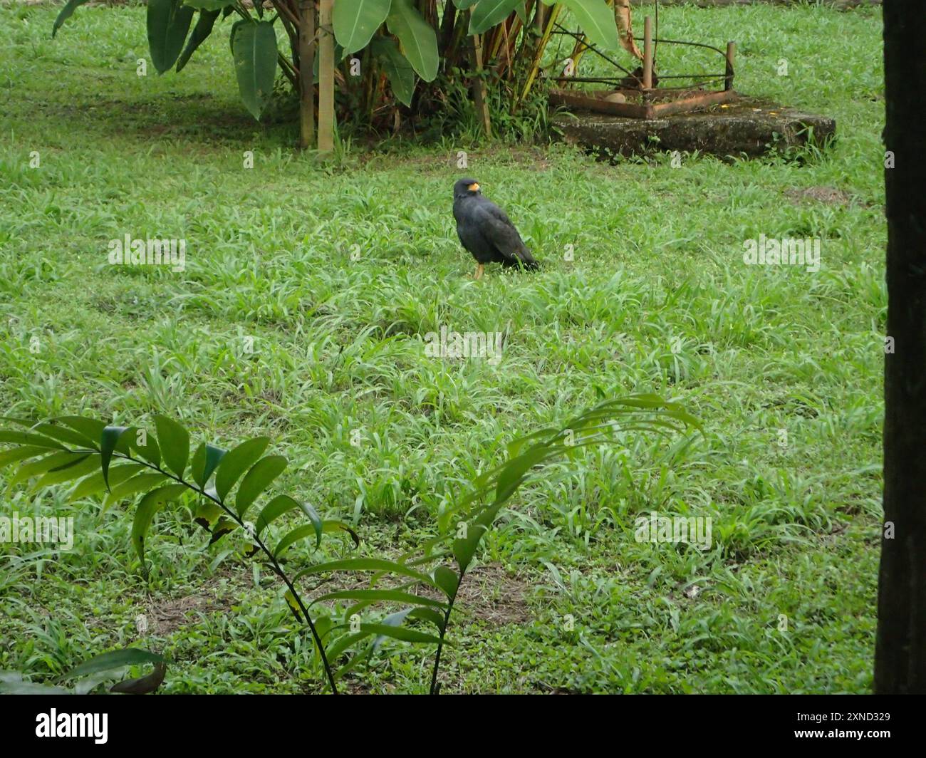 Common Black Hawk (Buteogallus anthracinus) Aves Stock Photo - Alamy