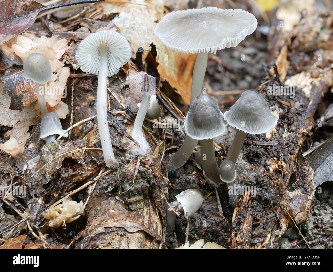 (Mycena robusta) Fungi Stock Photo - Alamy