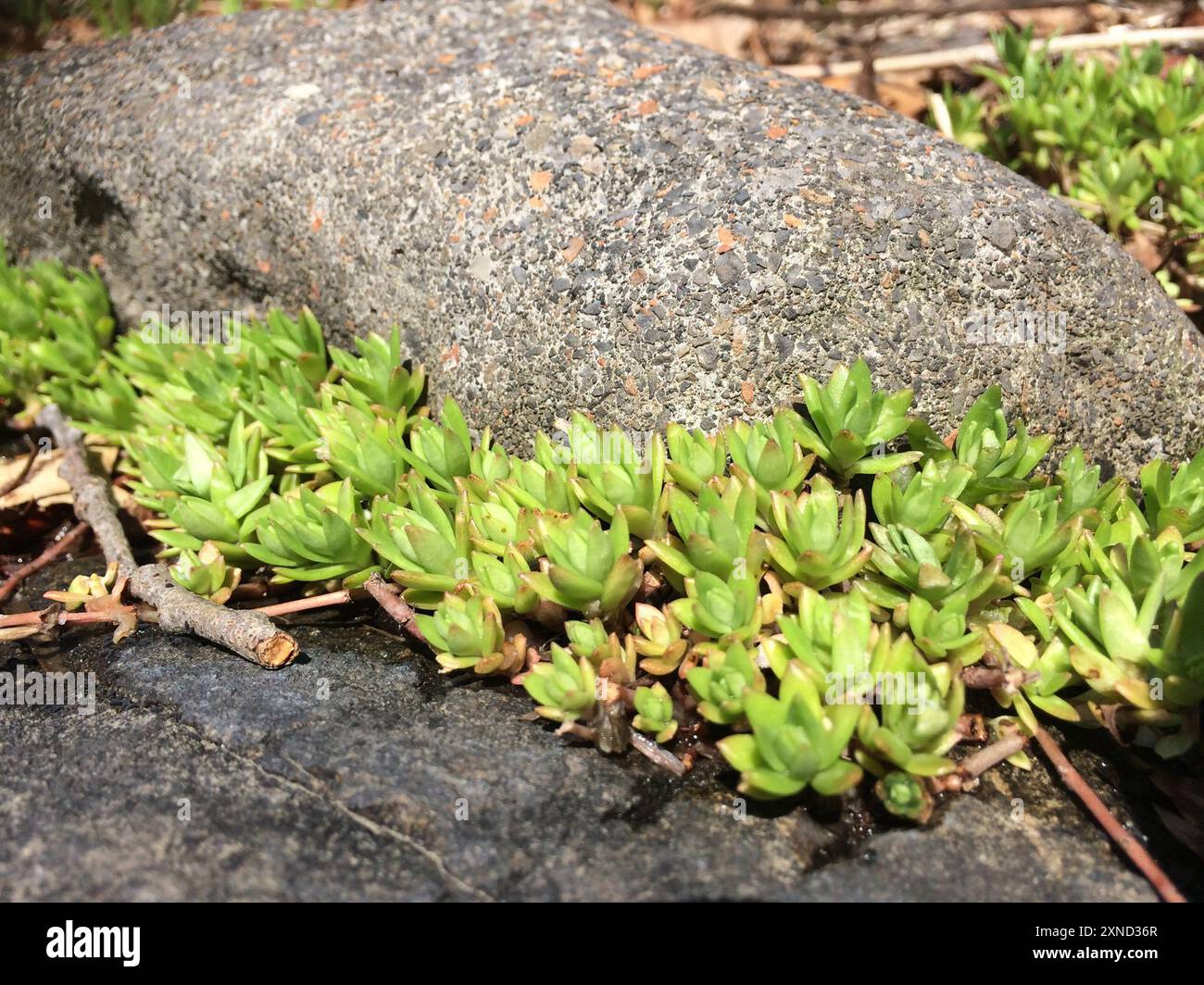 Stringy Stonecrop (Sedum sarmentosum) Plantae Stock Photo - Alamy
