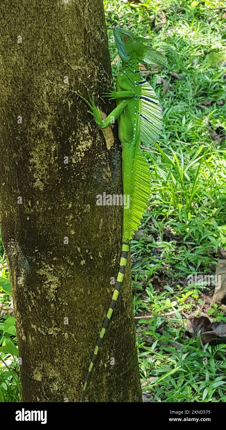 Green Basilisk (Basiliscus plumifrons) Reptilia Stock Photo - Alamy