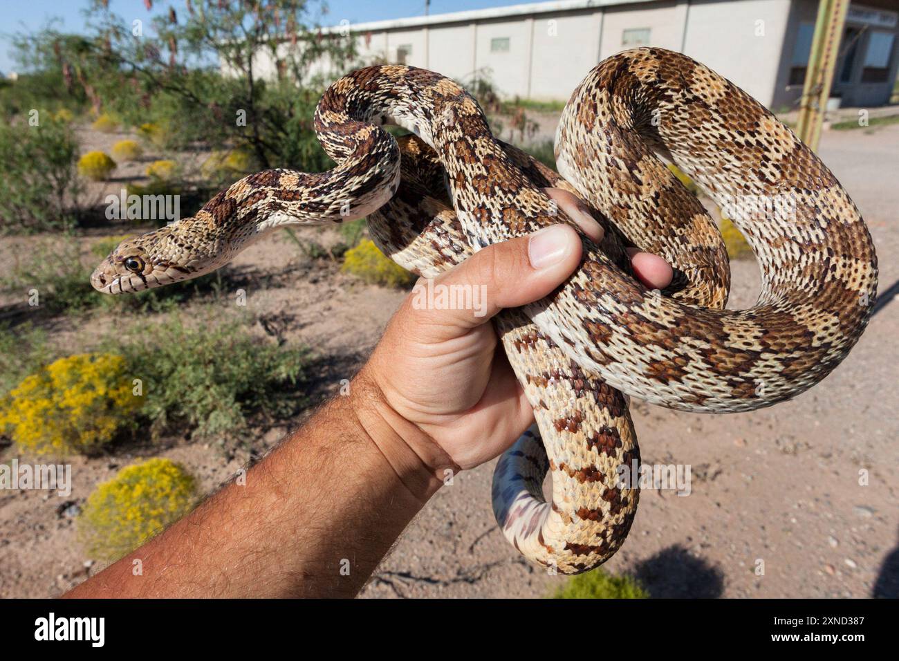 Sonoran Gopher Snake (Pituophis catenifer affinis) Reptilia Stock Photo ...