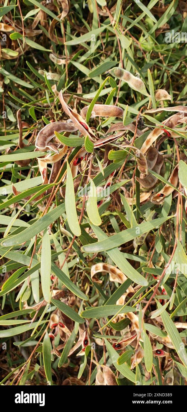 western coastal wattle (Acacia cyclops) Plantae Stock Photo - Alamy