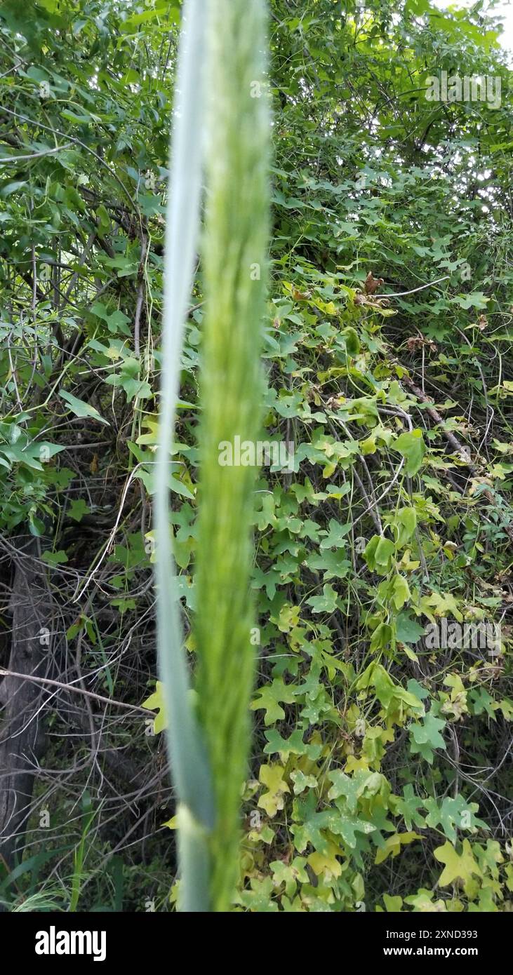 giant wild rye (Leymus condensatus) Plantae Stock Photo - Alamy