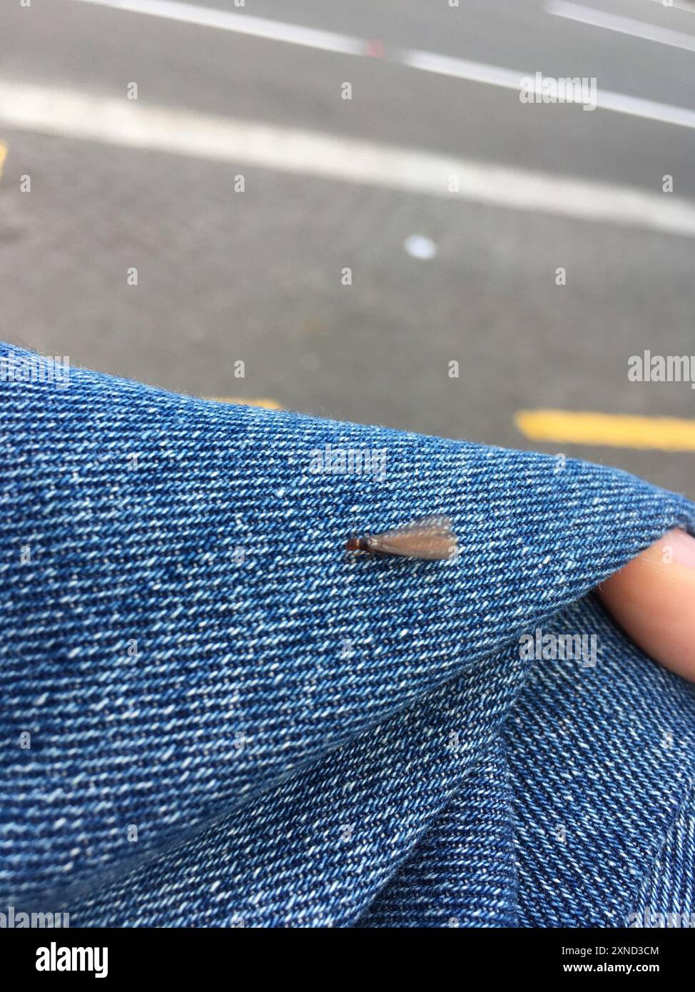 New Zealand Drywood Termite (Kalotermes brouni) Insecta Stock Photo - Alamy