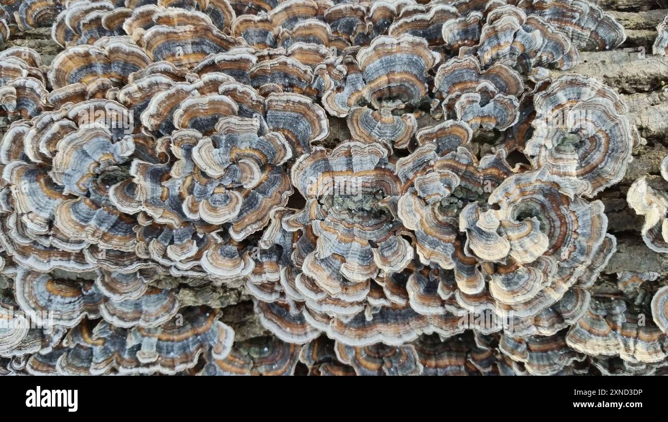 turkey-tail (Trametes versicolor) Fungi Stock Photo - Alamy