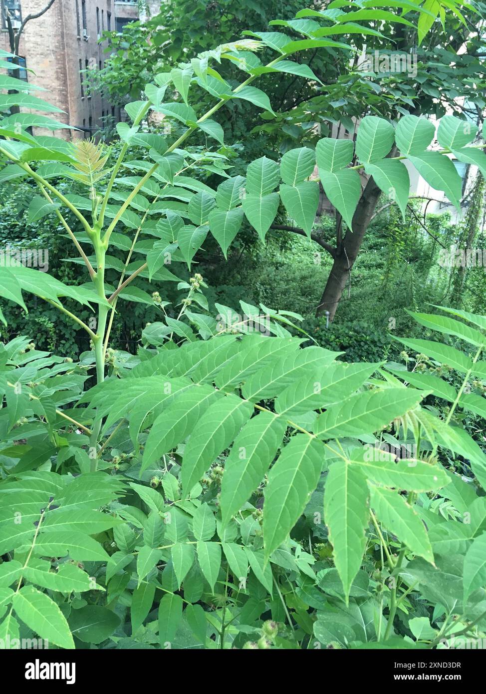tree-of-heaven (Ailanthus altissima) Plantae Stock Photo - Alamy