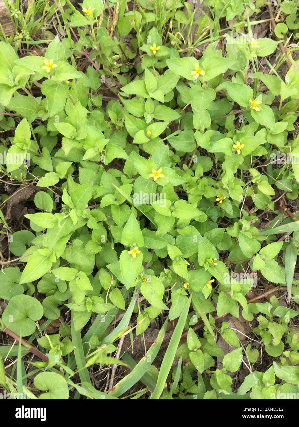 straggler daisy (Calyptocarpus vialis) Plantae Stock Photo - Alamy