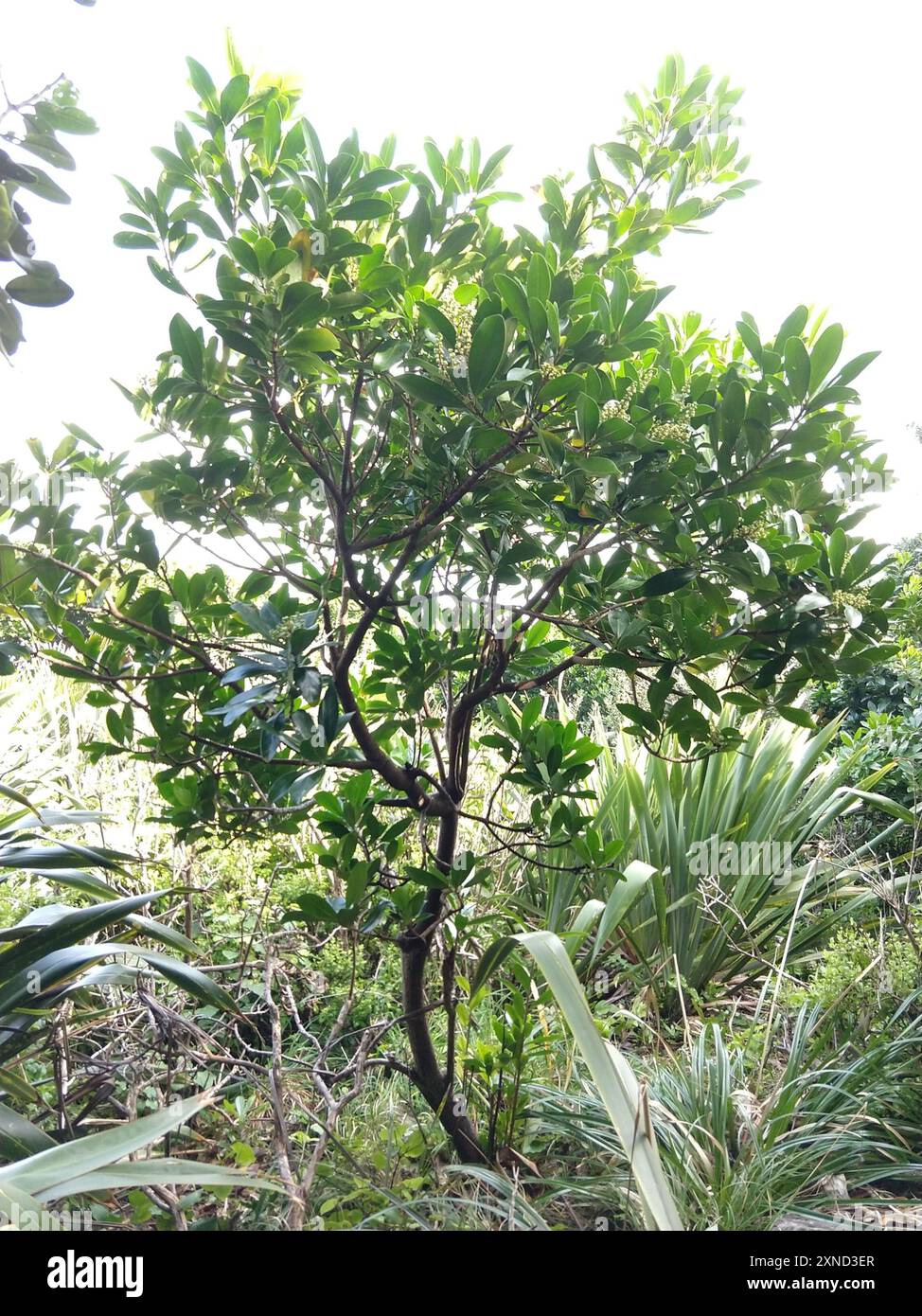 Karaka (Corynocarpus laevigatus) Plantae Stock Photo - Alamy