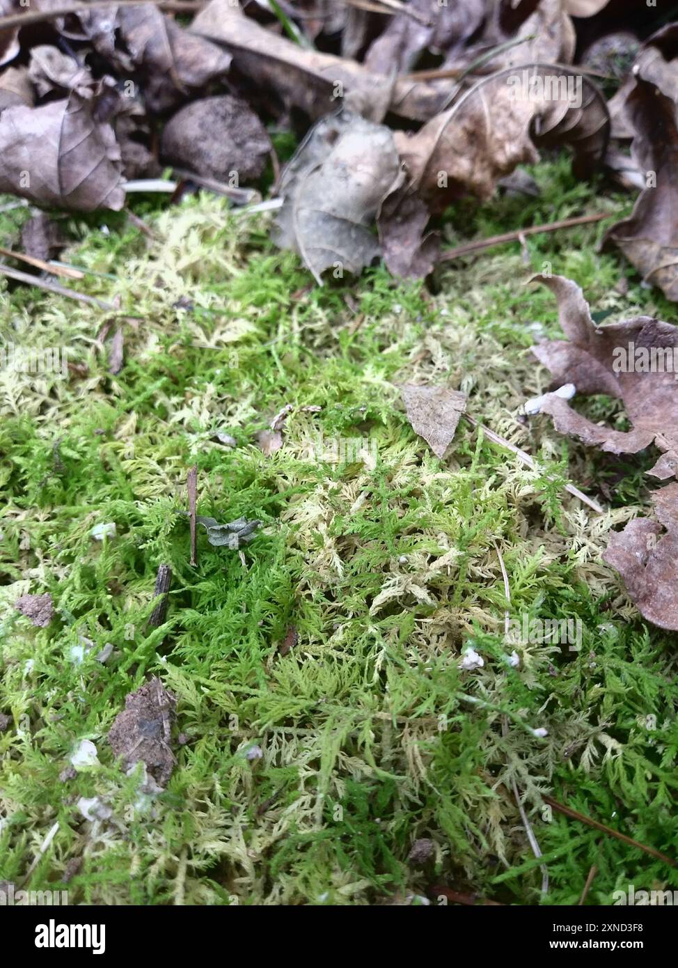 delicate fern moss (Thuidium delicatulum) Plantae Stock Photo - Alamy
