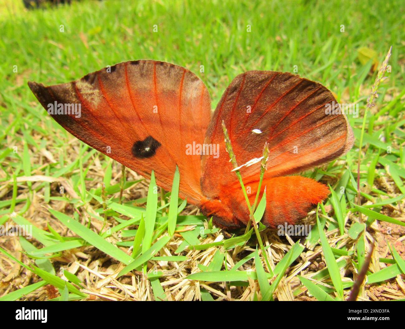 (Automeris illustris) Insecta Stock Photo - Alamy